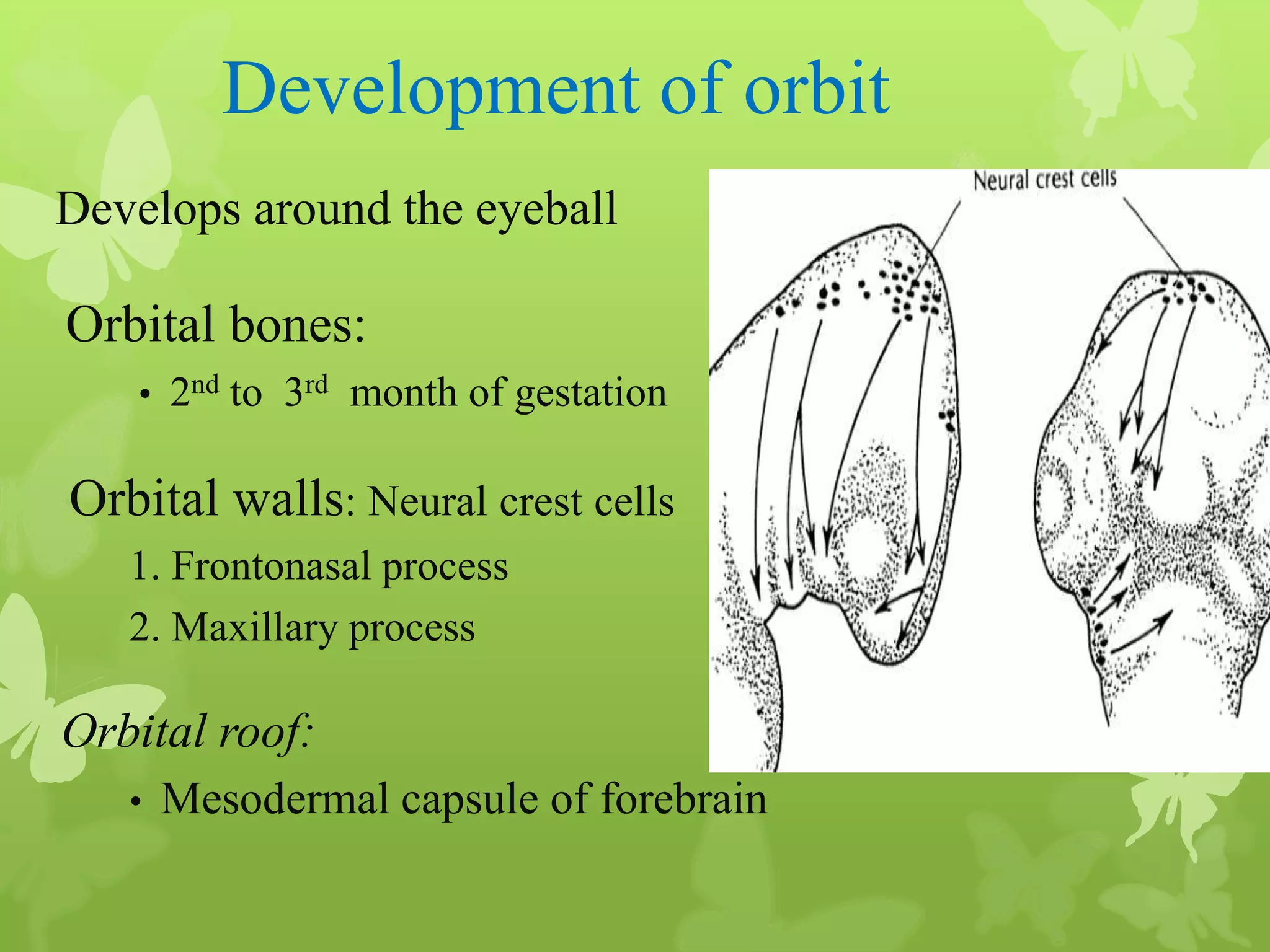 Anatomy of orbit | PPTX