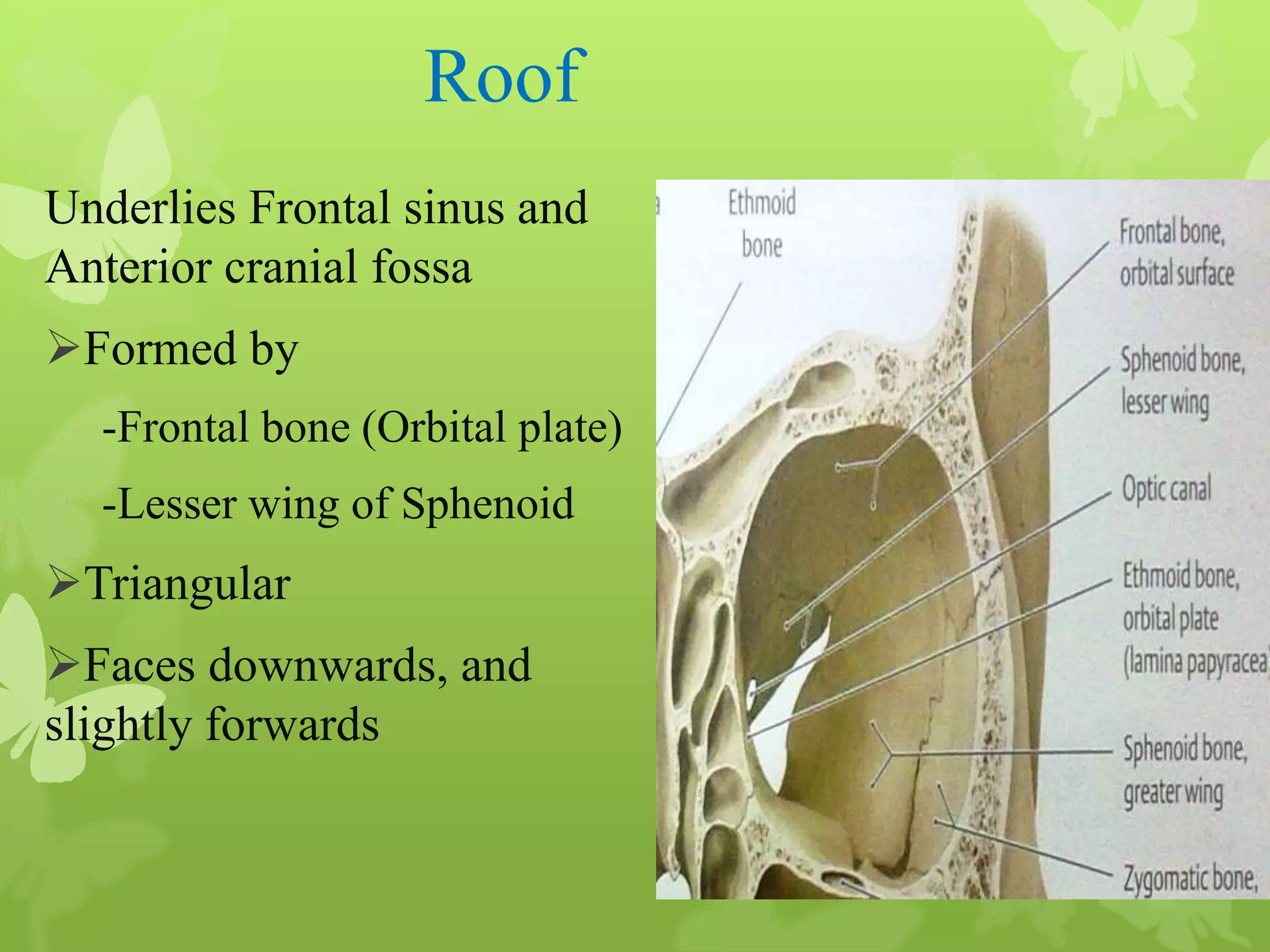 Anatomy of orbit | PPTX