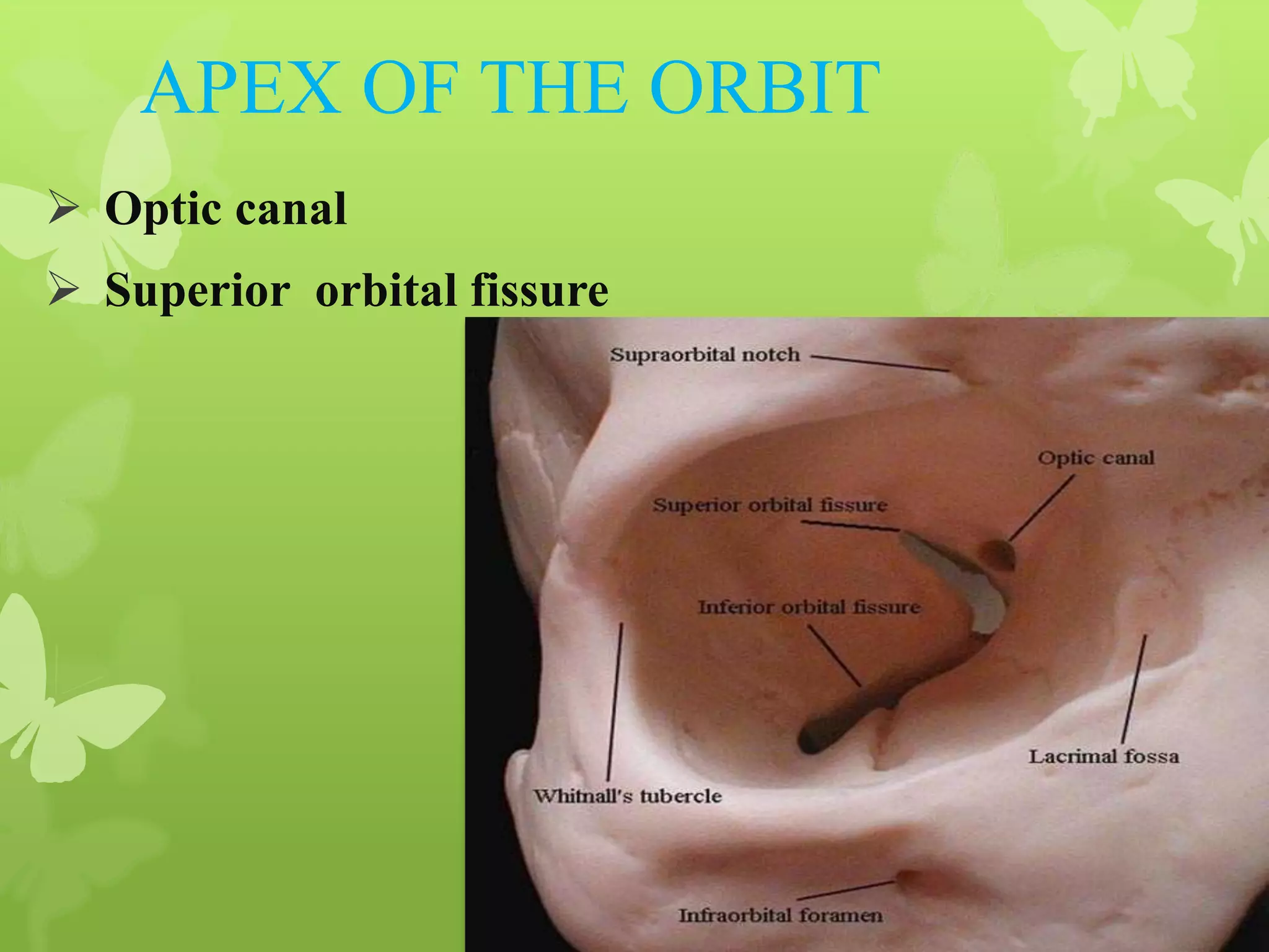 Anatomy of orbit | PPTX