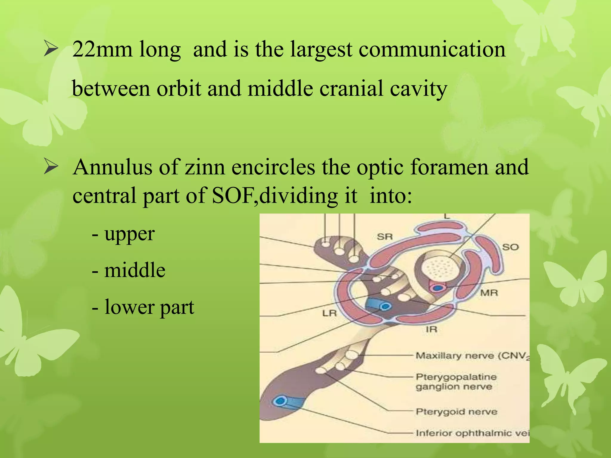 Anatomy of orbit | PPTX