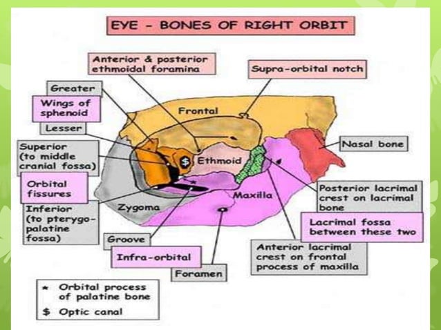 Anatomy of orbit | PPTX | Eye and Vision Conditions | Diseases and ...