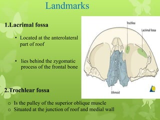 Frontal Bone Trochlear Fovea