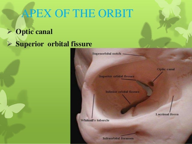 Anatomy of orbit