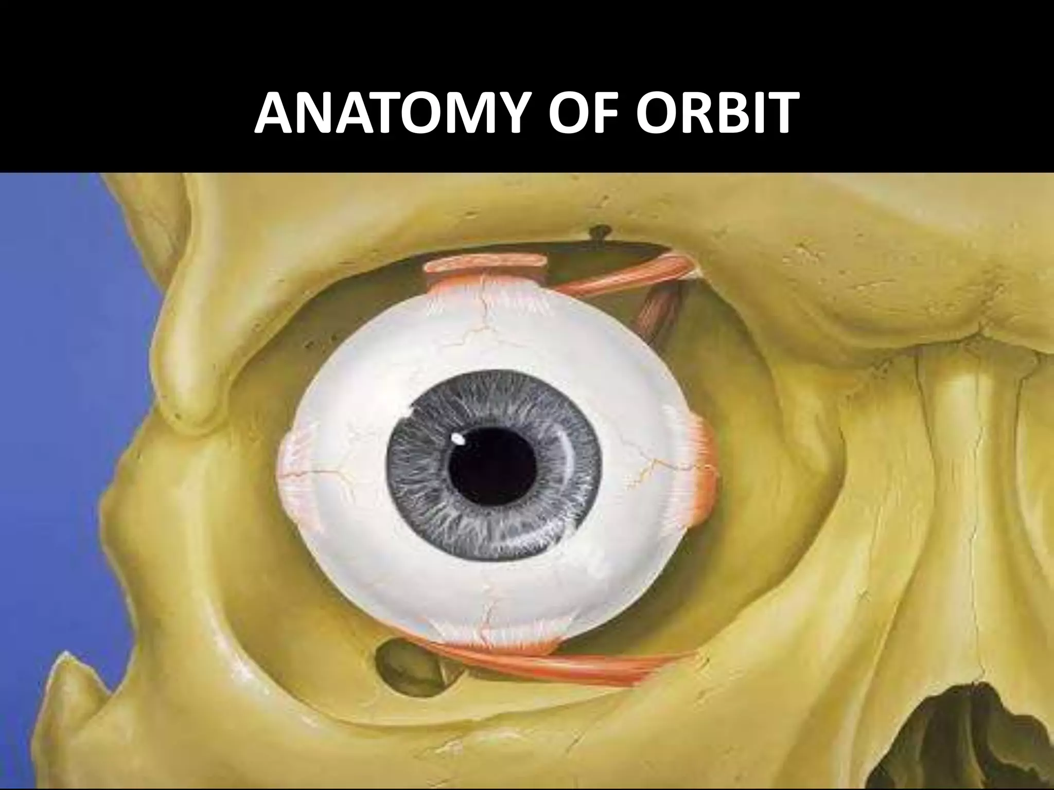 Anatomy of orbit | PPTX
