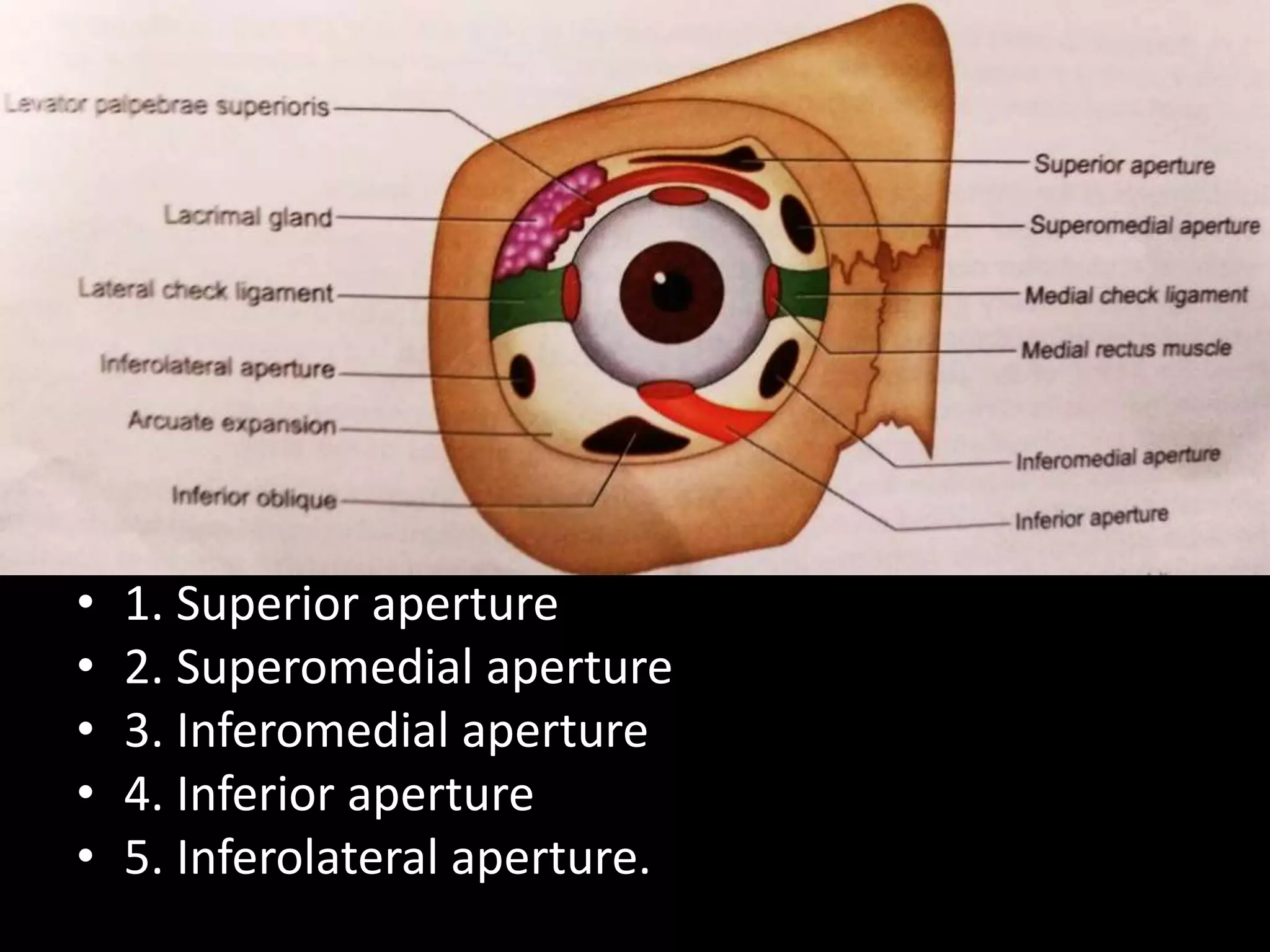 Anatomy of orbit | PPTX