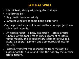 Anatomy of orbit | PPTX