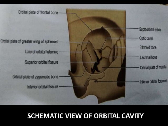 Anatomy of orbit | PPTX