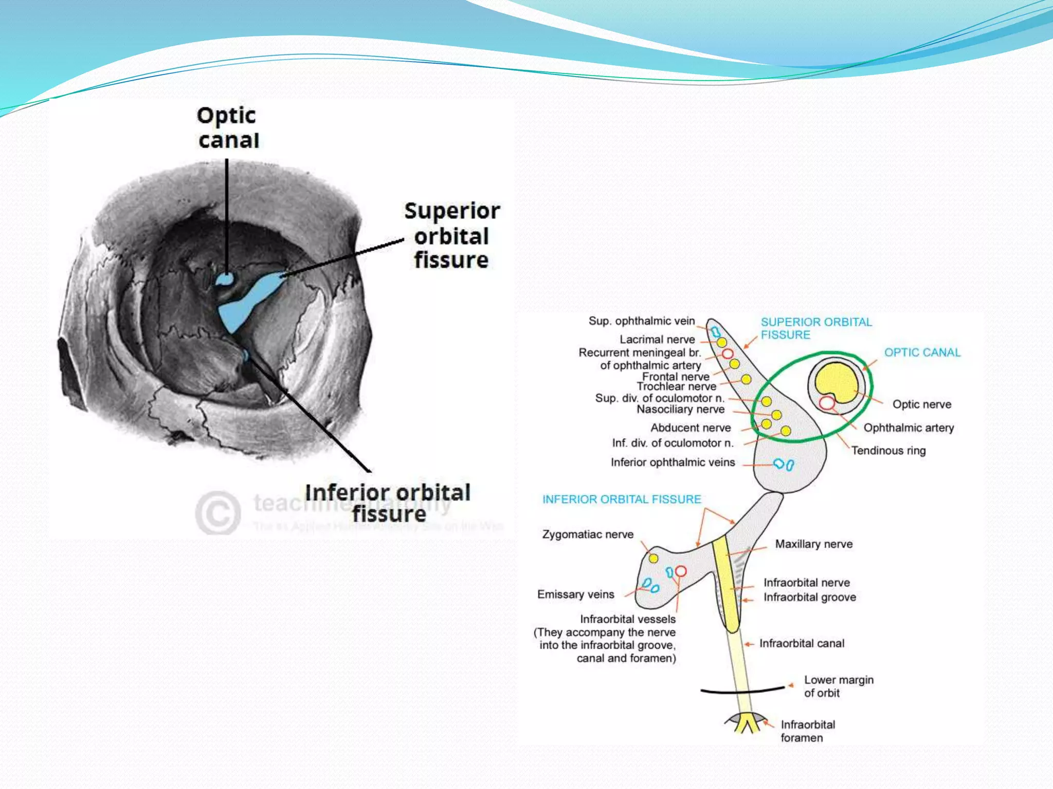 Anatomy of orbit | PPT
