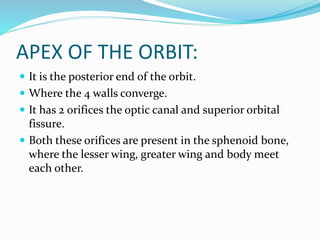 Anatomy of orbit | PPTX