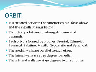 Anatomy of orbit | PPT