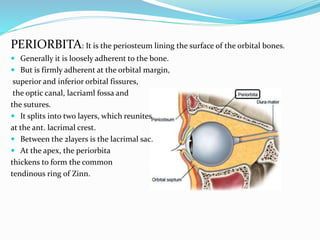 Anatomy of orbit | PPT