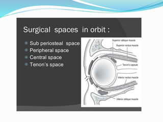 Anatomy of orbit | PPT