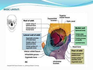 Anatomy of orbit | PPT