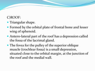 Anatomy of orbit | PPTX