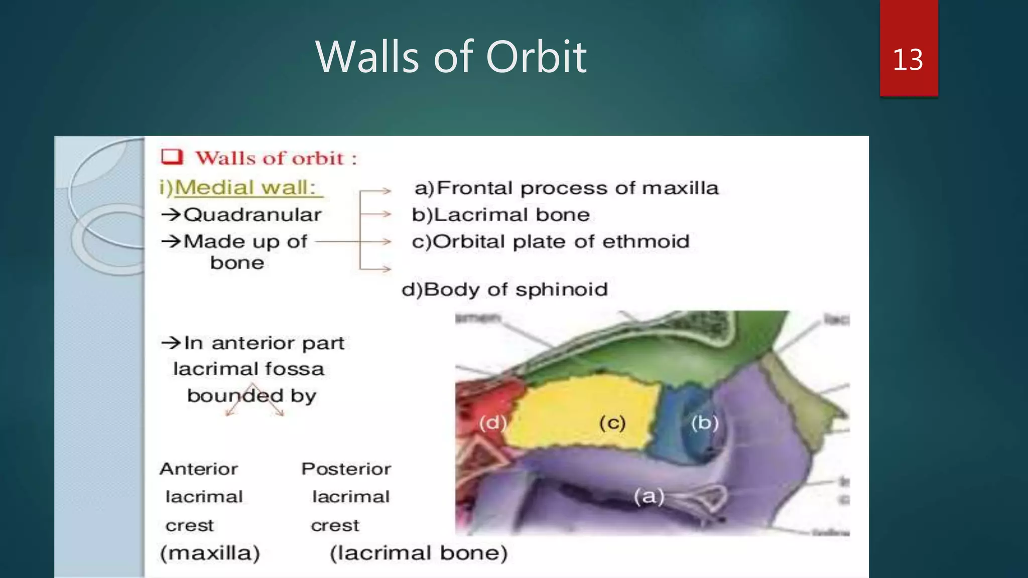 Anatomy of orbit | PPTX