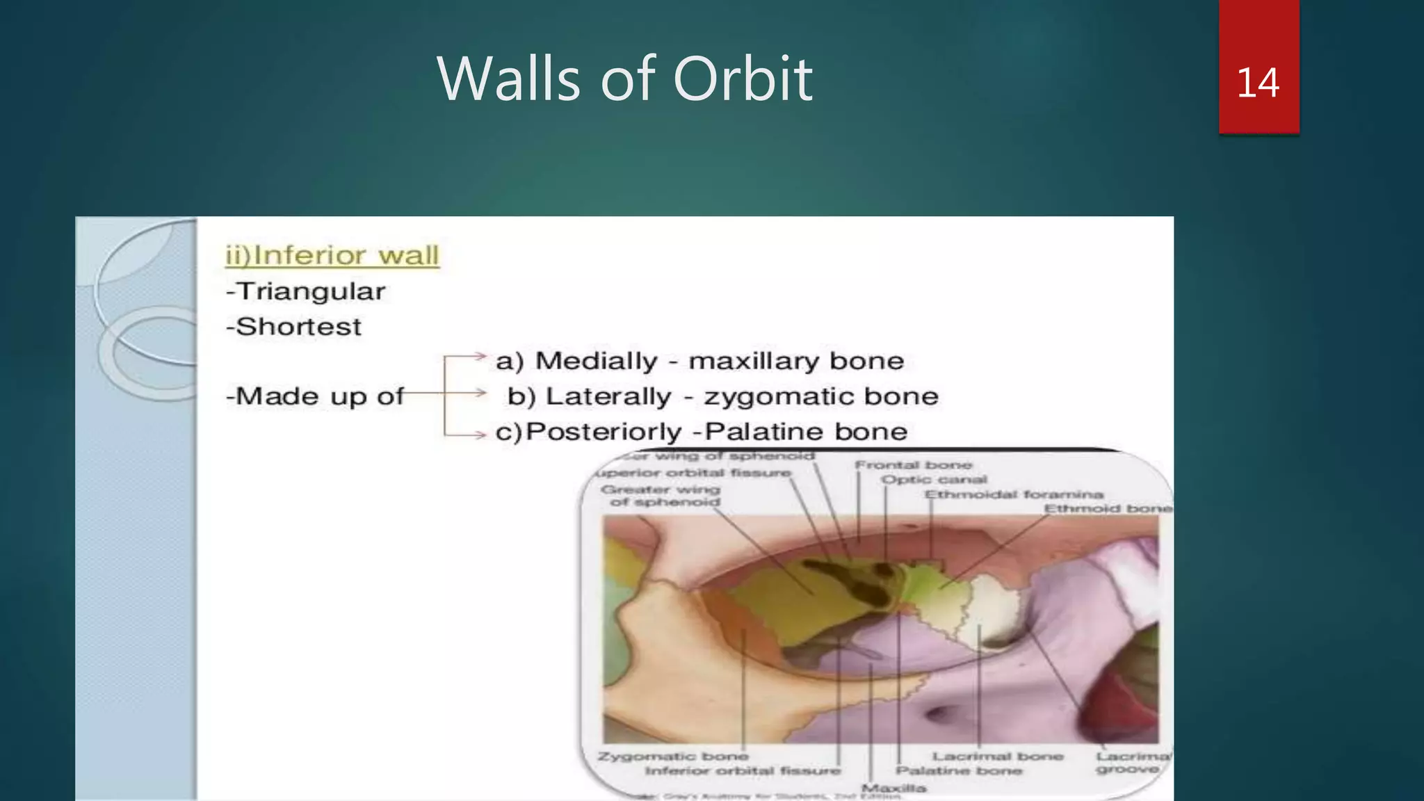 Anatomy of orbit | PPTX