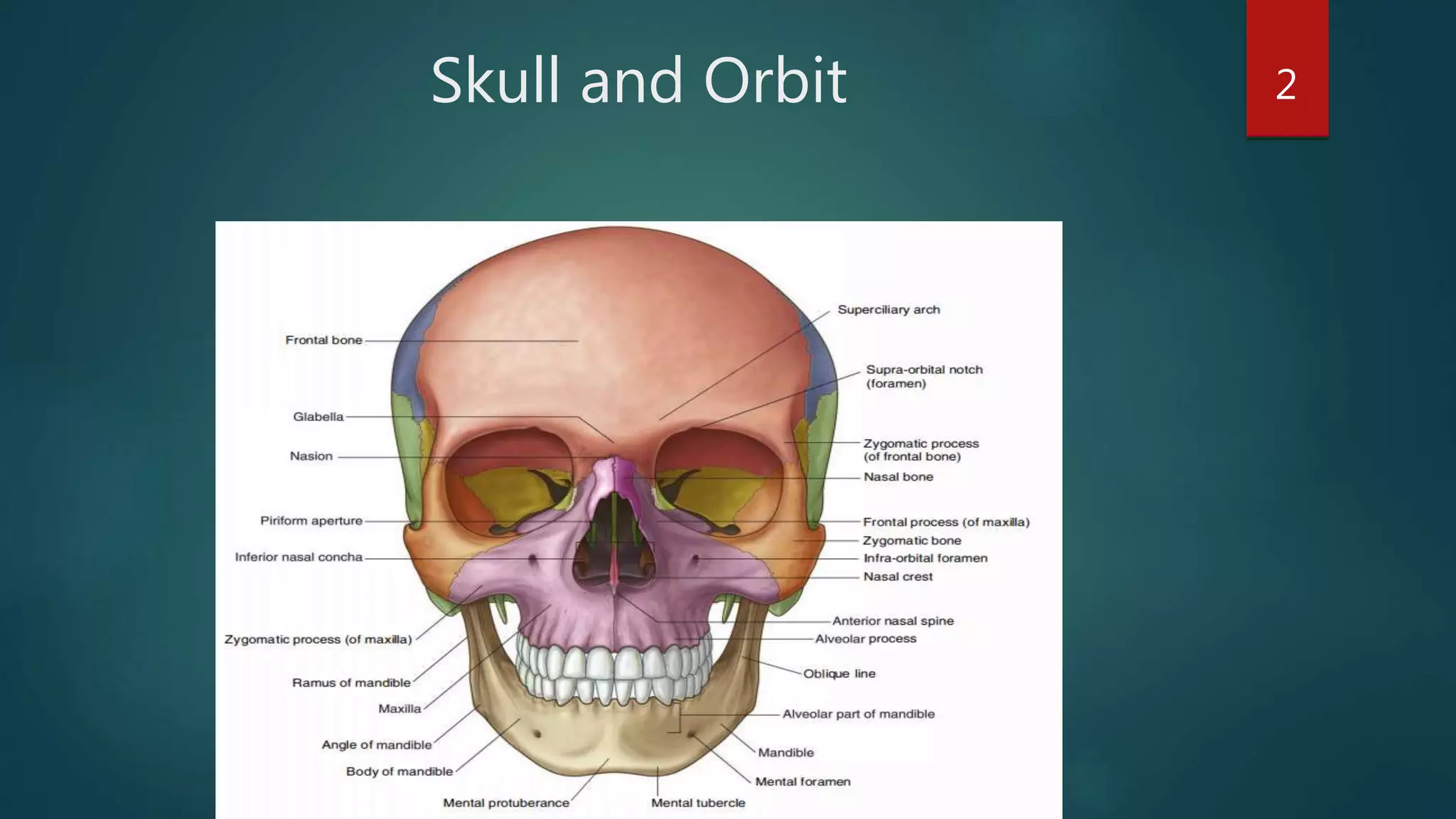 Anatomy of orbit | PPTX