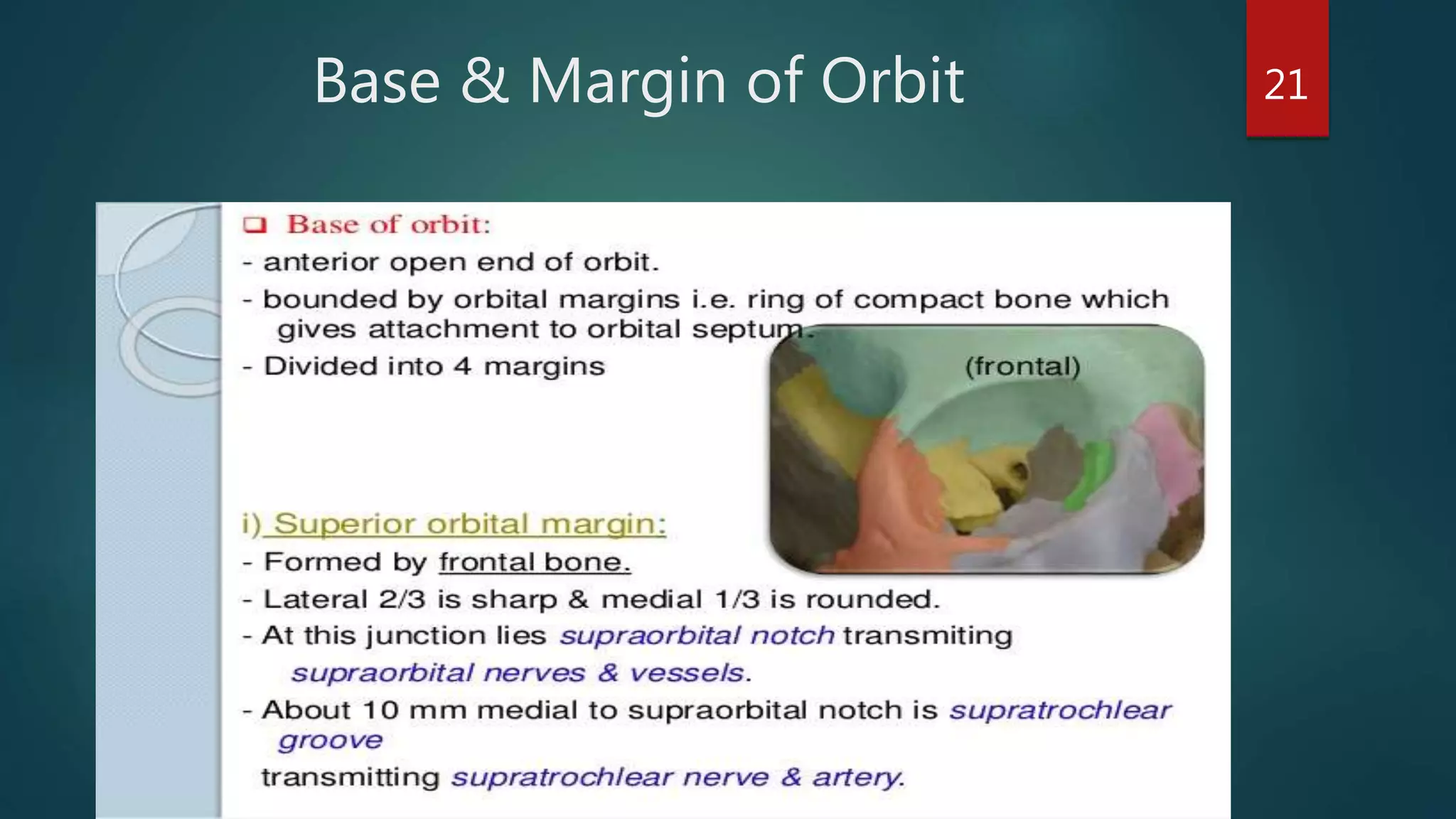 Anatomy of orbit | PPTX