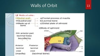 Anatomy of orbit | PPT