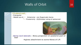 Anatomy of orbit | PPTX