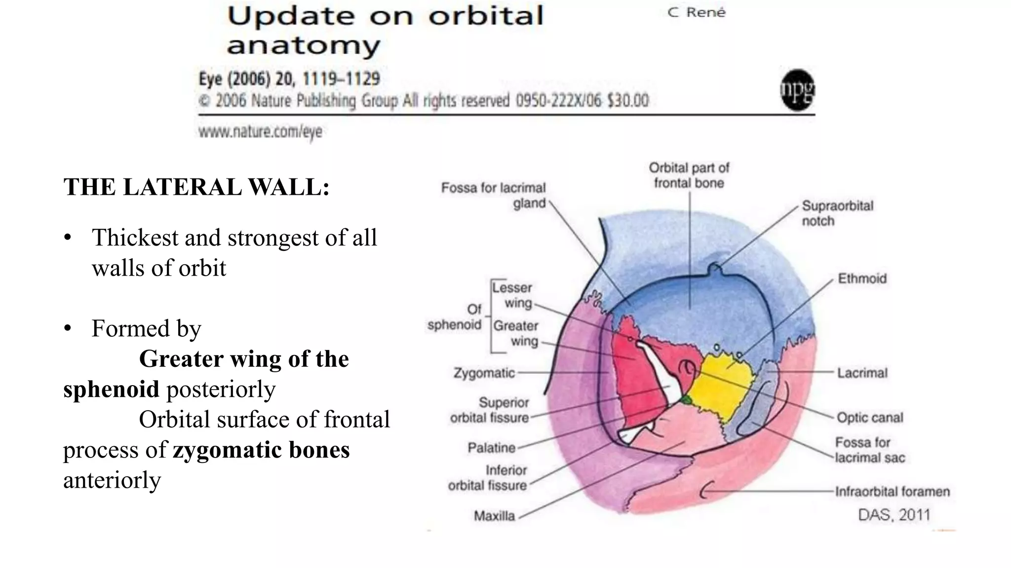 Anatomy of orbit | PPTX