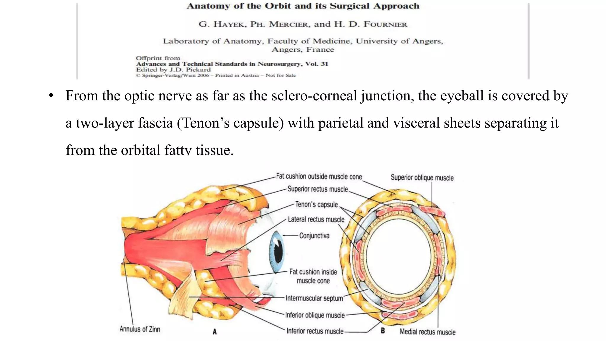 Anatomy of orbit | PPTX