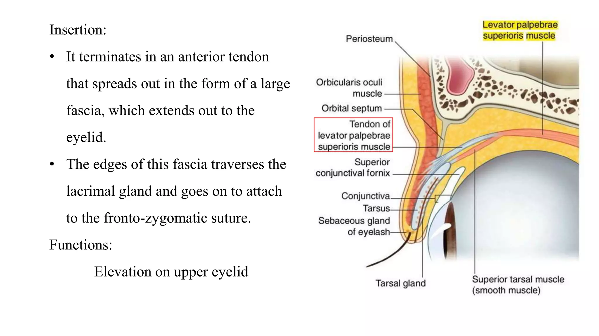Anatomy of orbit | PPTX
