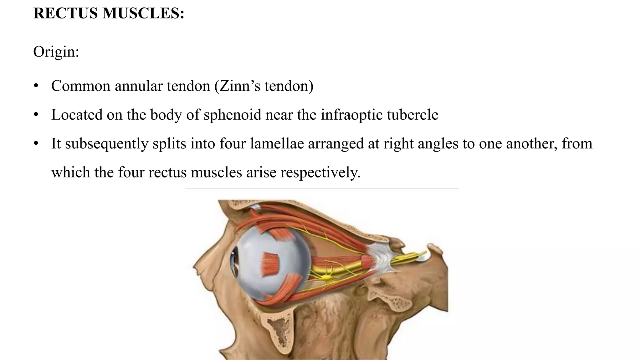 Anatomy of orbit | PPTX