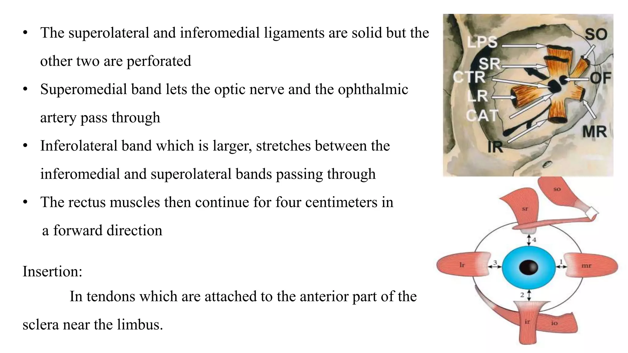 Anatomy of orbit | PPTX
