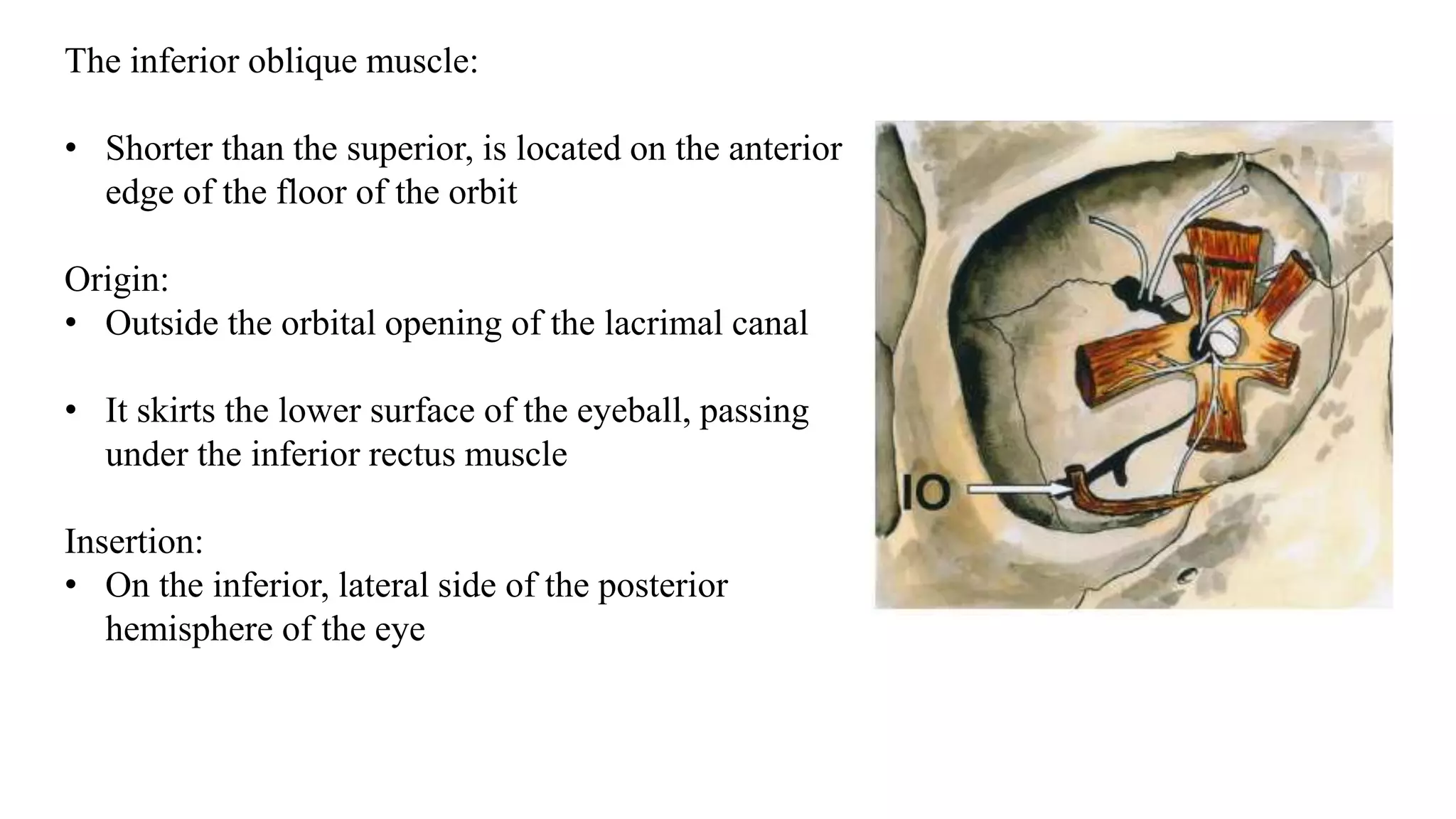 Anatomy of orbit | PPTX