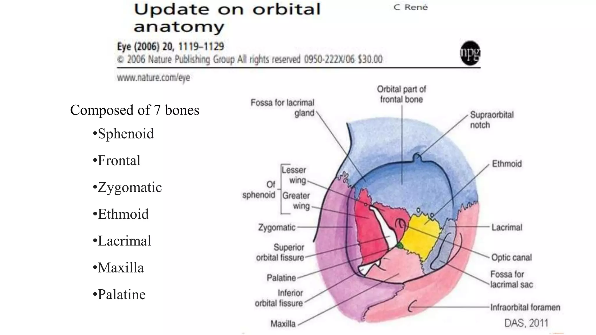 Anatomy of orbit | PPTX