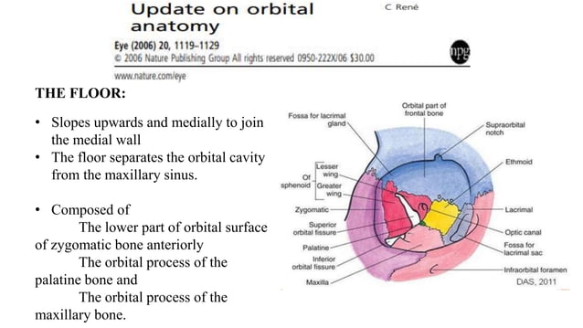Anatomy of orbit | PPTX