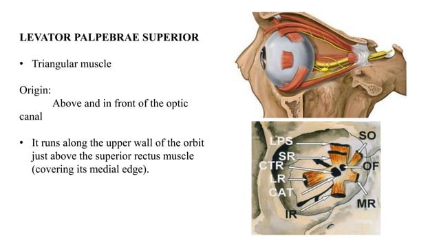 Anatomy of orbit | PPTX