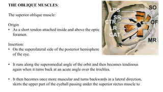 Anatomy of orbit | PPTX