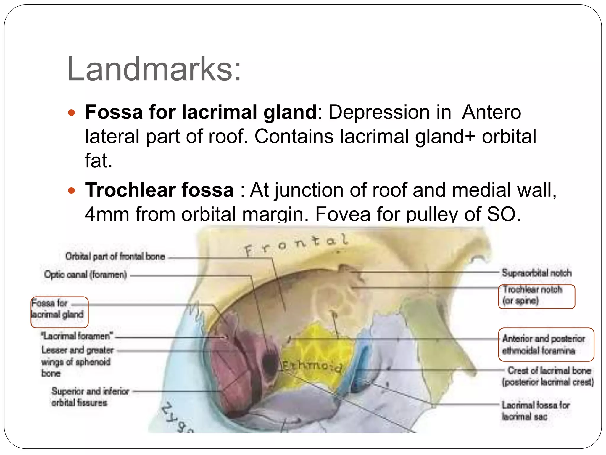Anatomy of orbit | PPTX