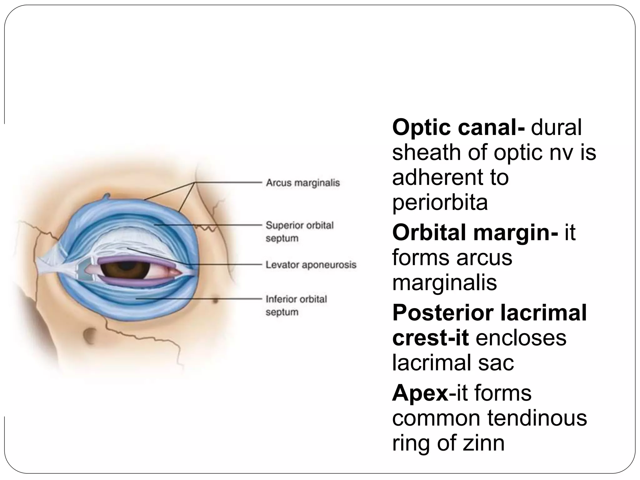 Anatomy of orbit | PPTX