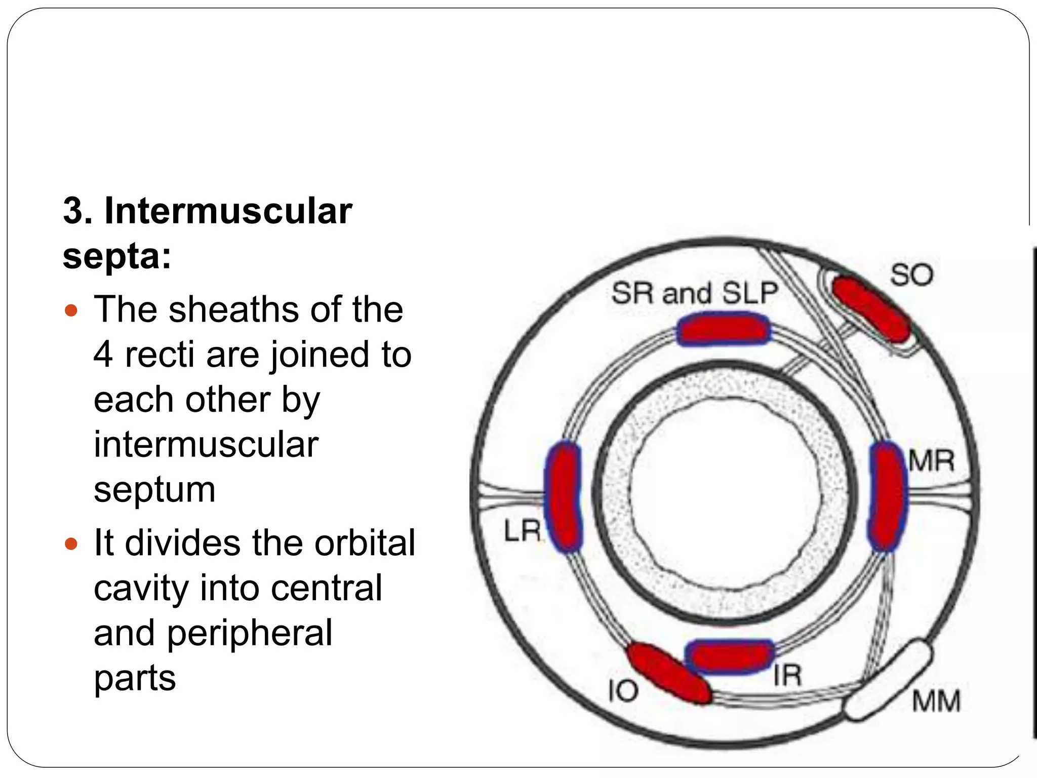 Anatomy of orbit | PPTX