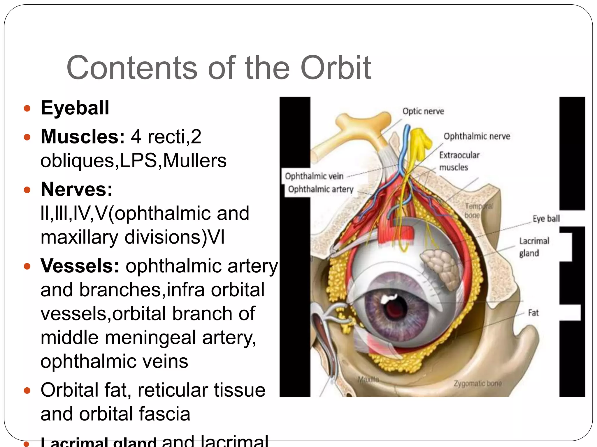 Anatomy of orbit | PPTX