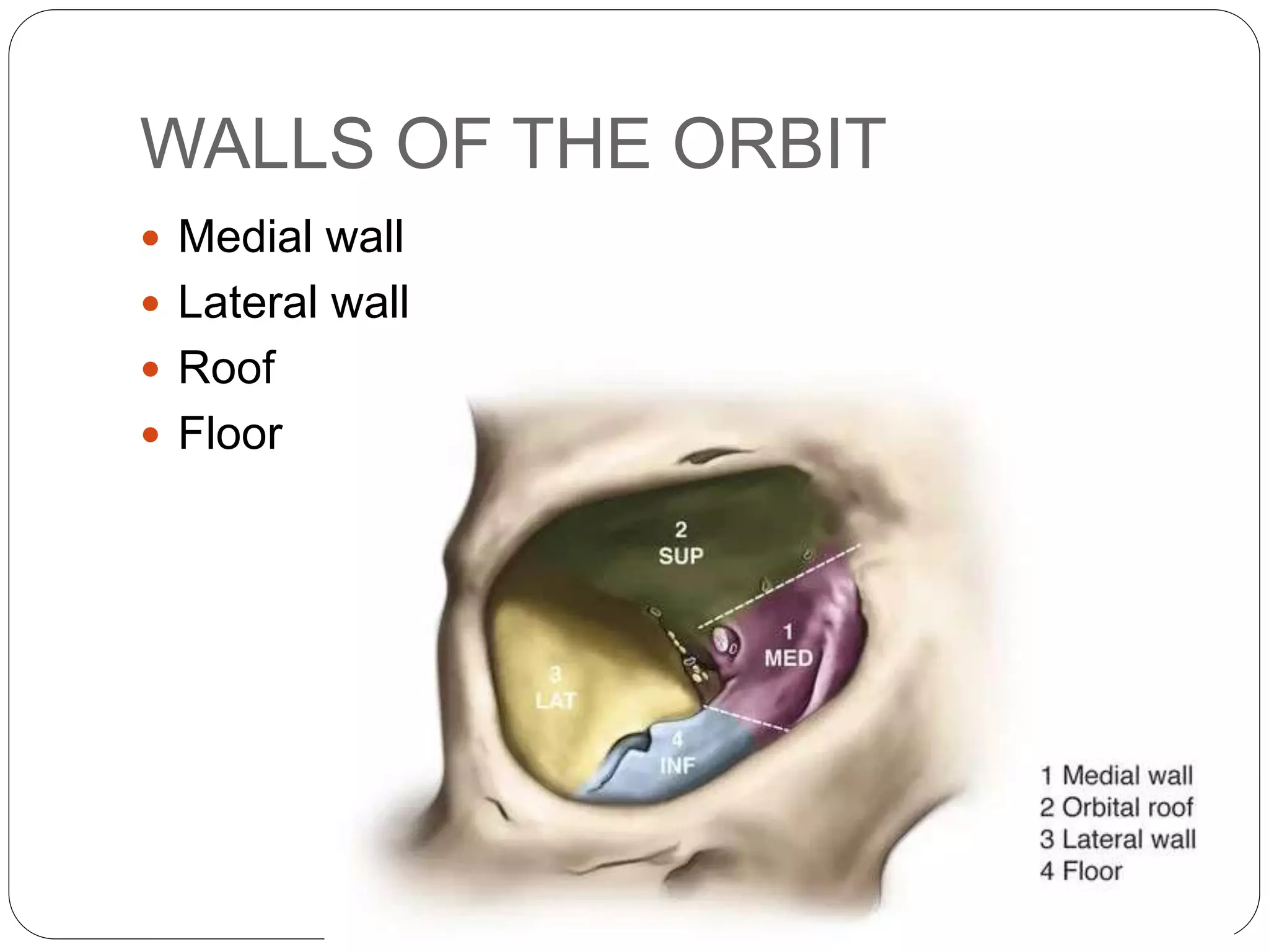 Anatomy of orbit | PPTX