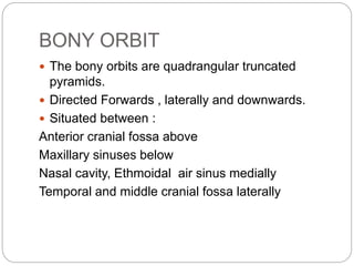 Anatomy of orbit | PPT