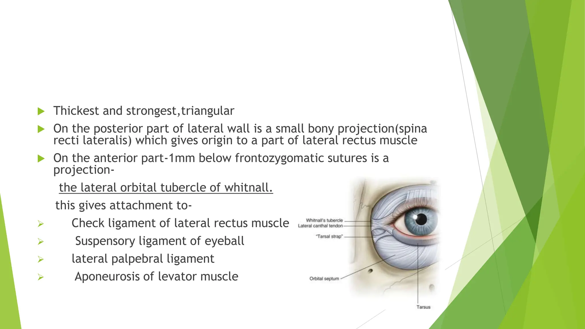 ANATOMY OF ORBIT.pptx anatomy of orbit ppt | PPTX