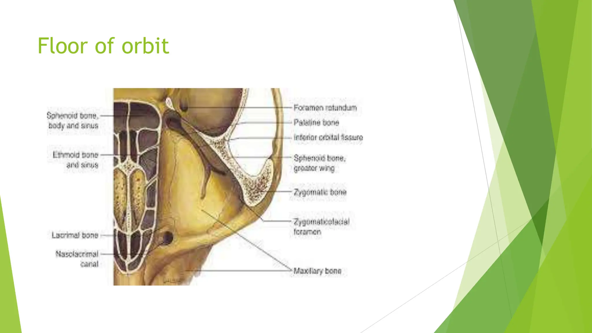 ANATOMY OF ORBIT.pptx anatomy of orbit ppt | PPTX