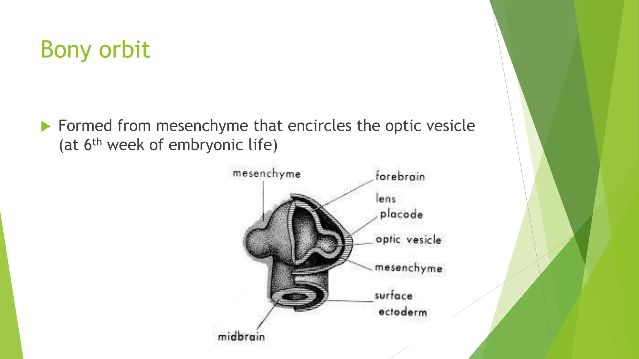 ANATOMY OF ORBIT.pptx anatomy of orbit ppt | PPTX