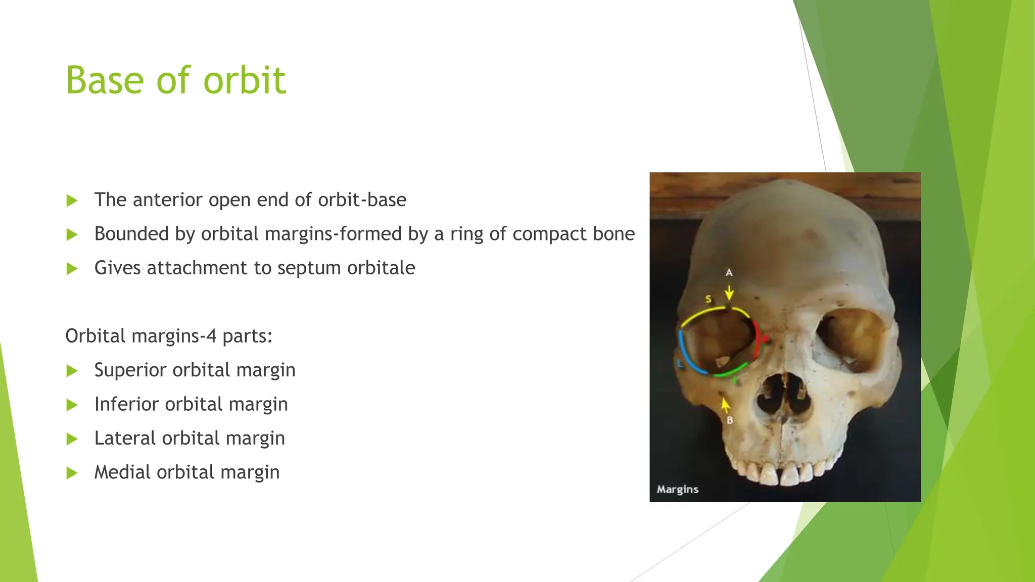 ANATOMY OF ORBIT.pptx anatomy of orbit ppt | PPTX