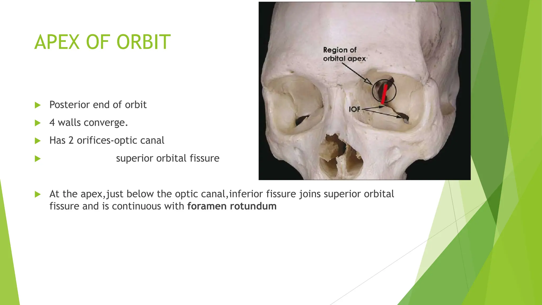 ANATOMY OF ORBIT.pptx anatomy of orbit ppt | PPTX