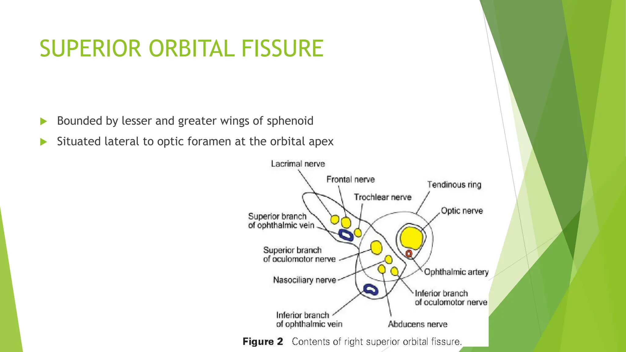 ANATOMY OF ORBIT.pptx anatomy of orbit ppt | PPTX