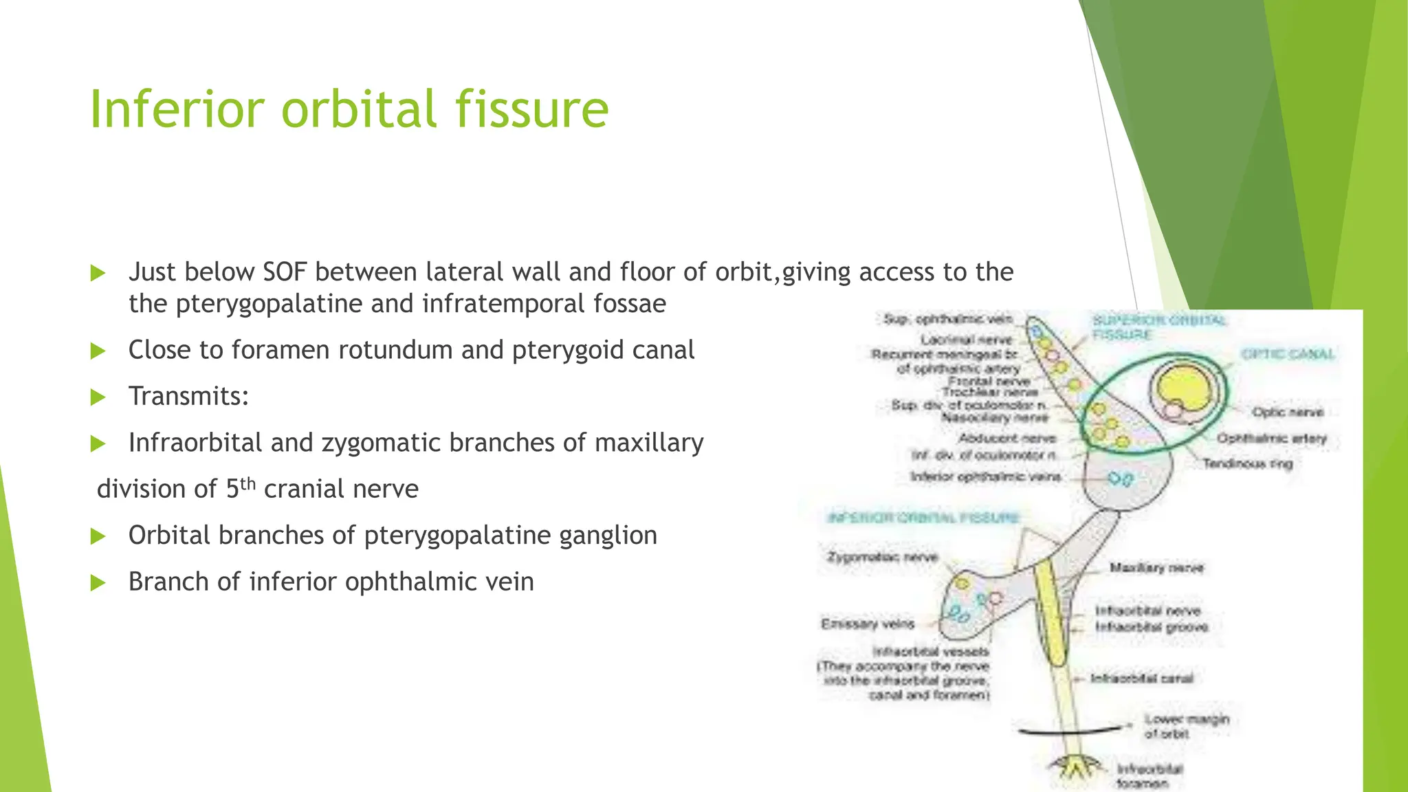 ANATOMY OF ORBIT.pptx anatomy of orbit ppt | PPTX