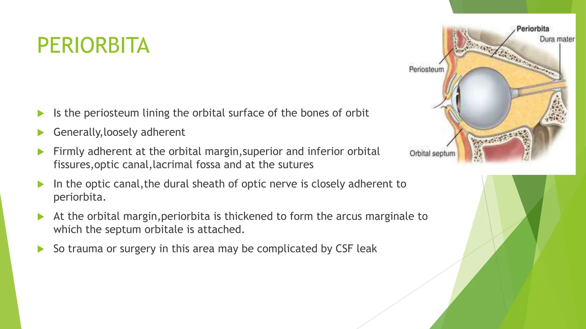 ANATOMY OF ORBIT.pptx anatomy of orbit ppt | PPTX