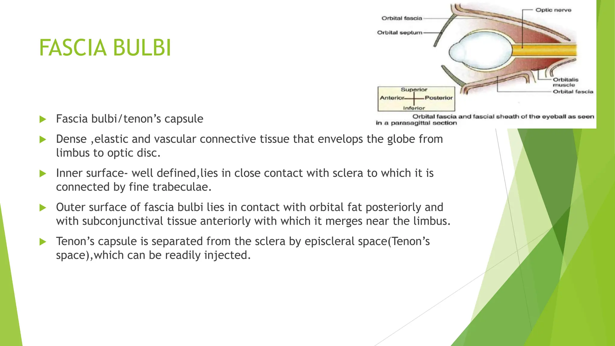 ANATOMY OF ORBIT.pptx anatomy of orbit ppt | PPTX