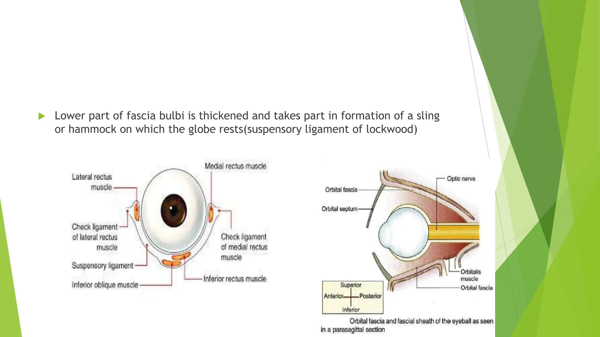 ANATOMY OF ORBIT.pptx anatomy of orbit ppt | PPTX